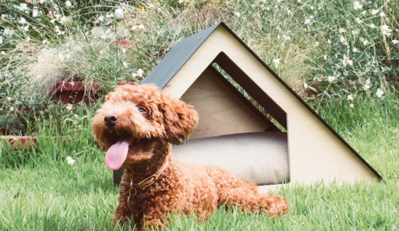 13 Architectural Doghouses You’ll Love (In Pictures)