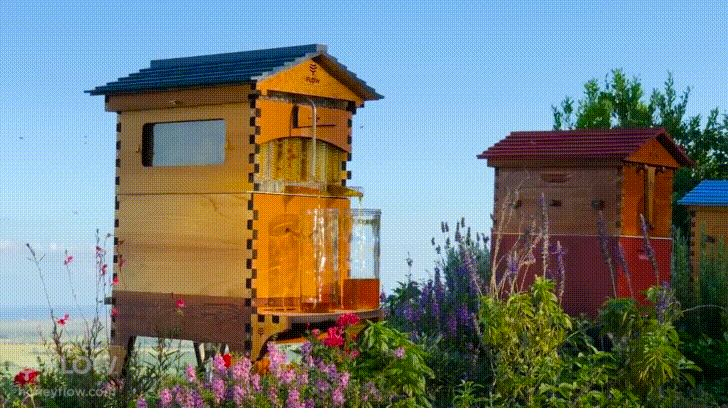 Self-Extracting Beehive Dispenses Honey Without Disturbing Bees